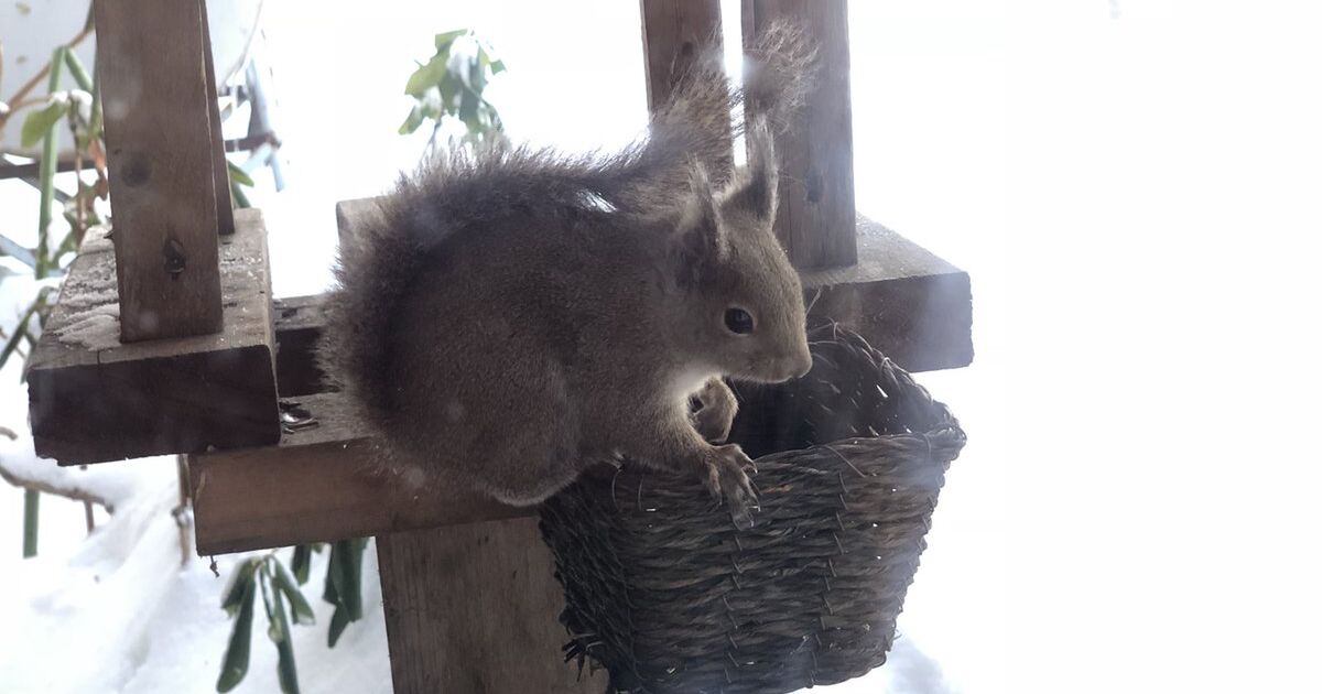 Python mini Hack-a-thon 雪山合宿 2019 - Togetter