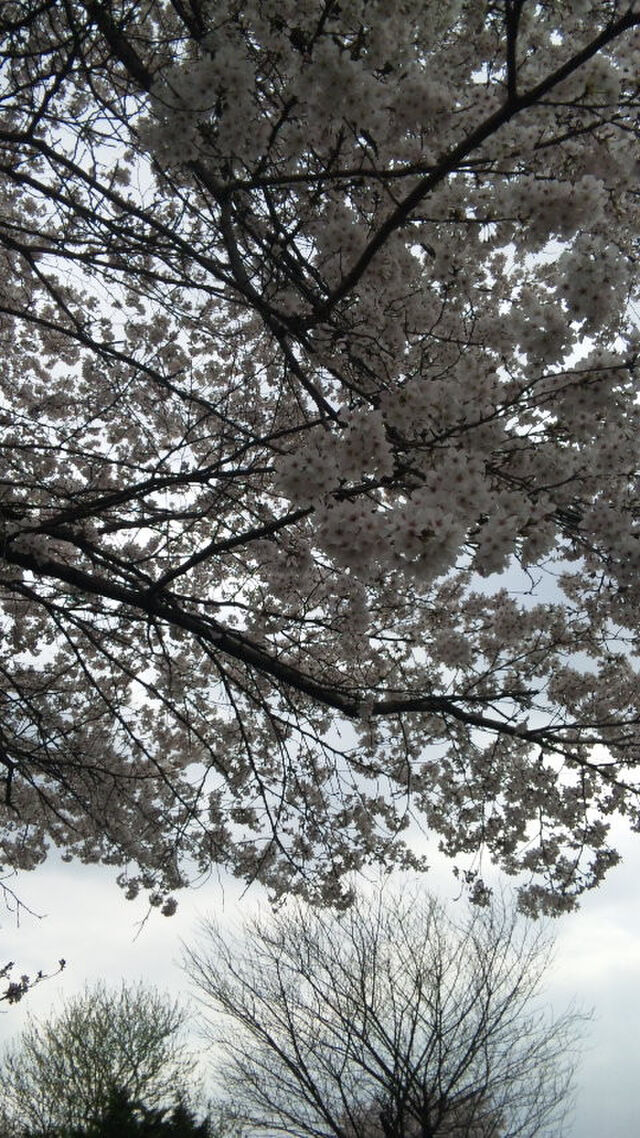 さくらの写真 （2011/04/10） - posfie