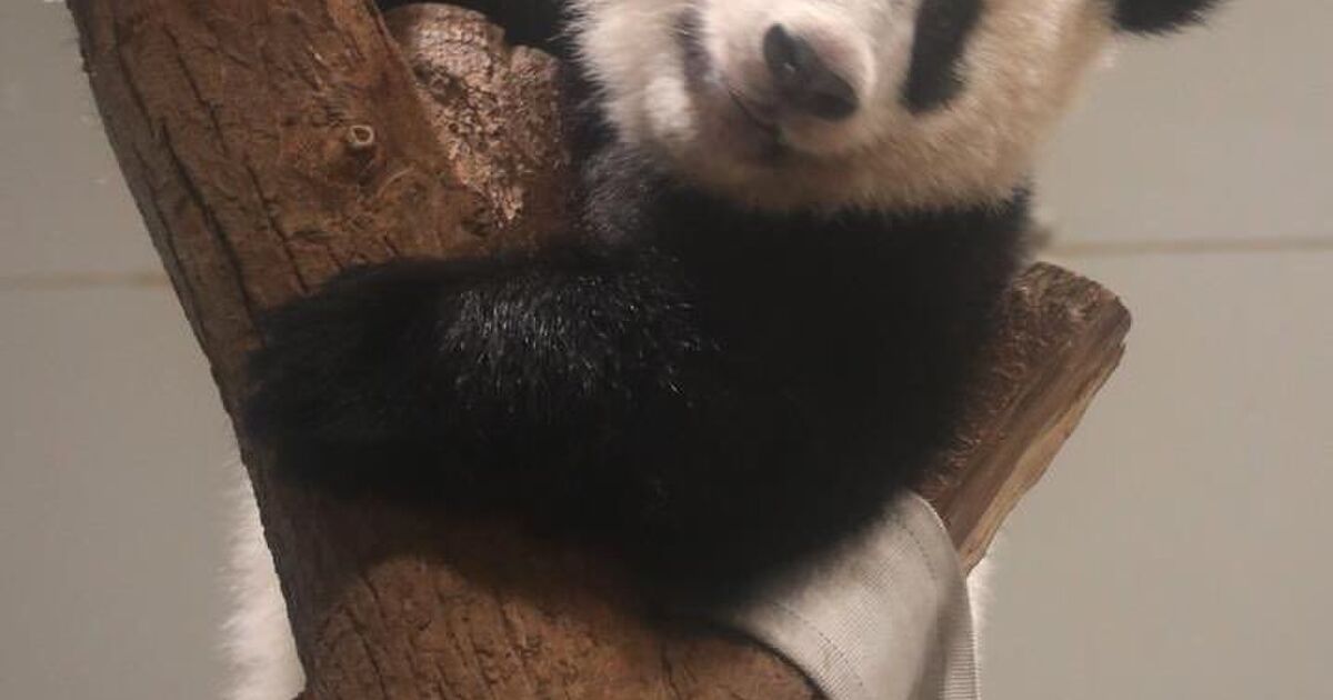 シャンシャン 明日で1歳！\大きくなったね／ - Togetter