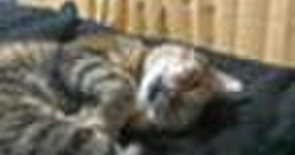 💉💉💉＋💉ヰるへるむ・わっかかわっかー・三世(@marman_band)のまとめ(0) - Togetter