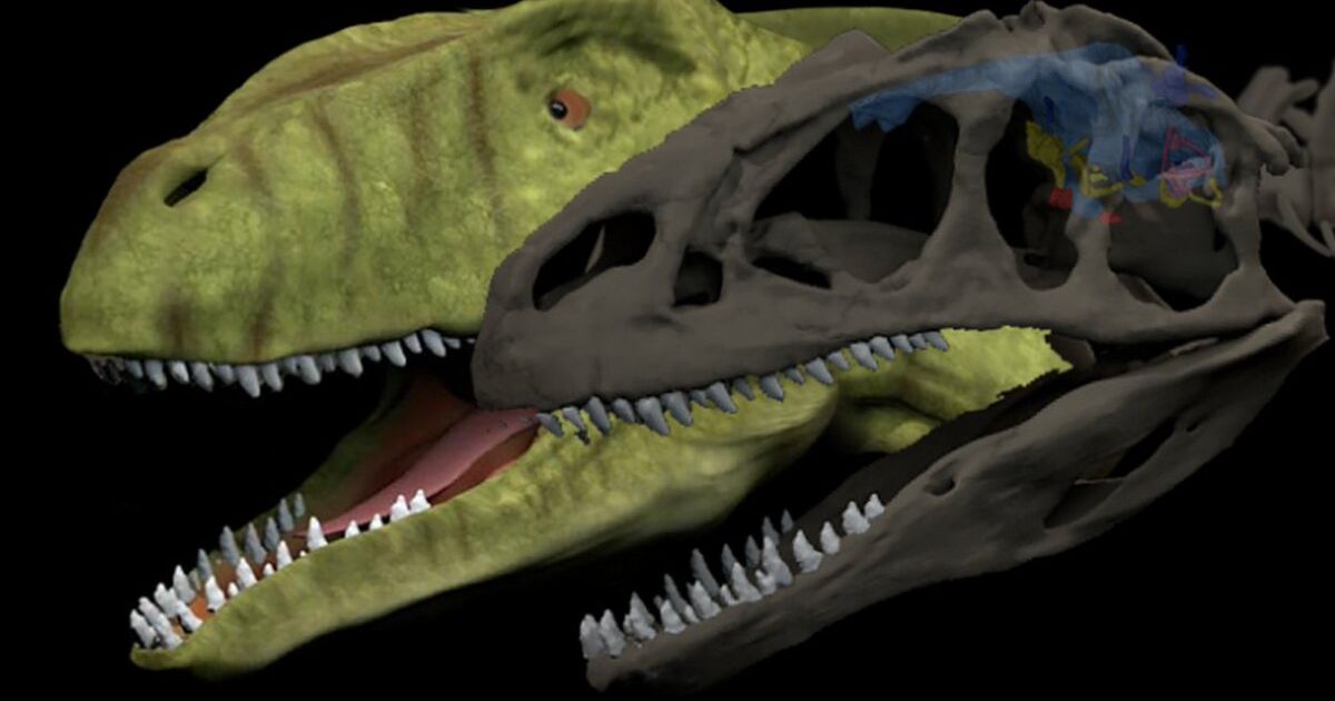 What do dinosaur brains look like? - Togetter