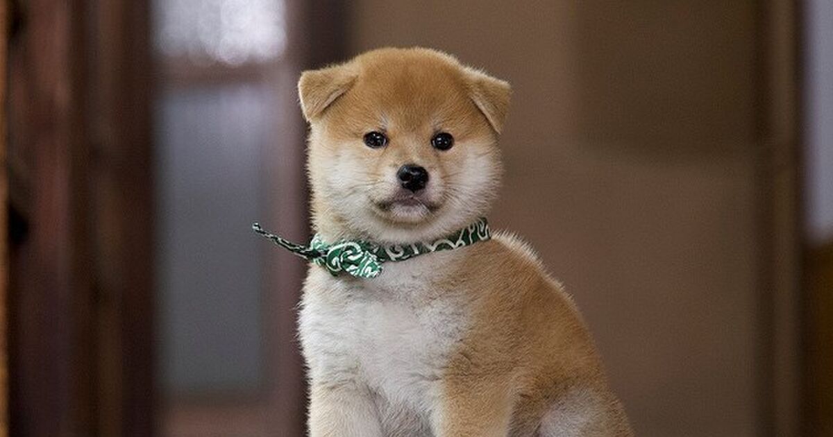 豆助が帰ってくる！「Mamesuke -Shiba Inu & Beauty of Japan-」 - Togetter